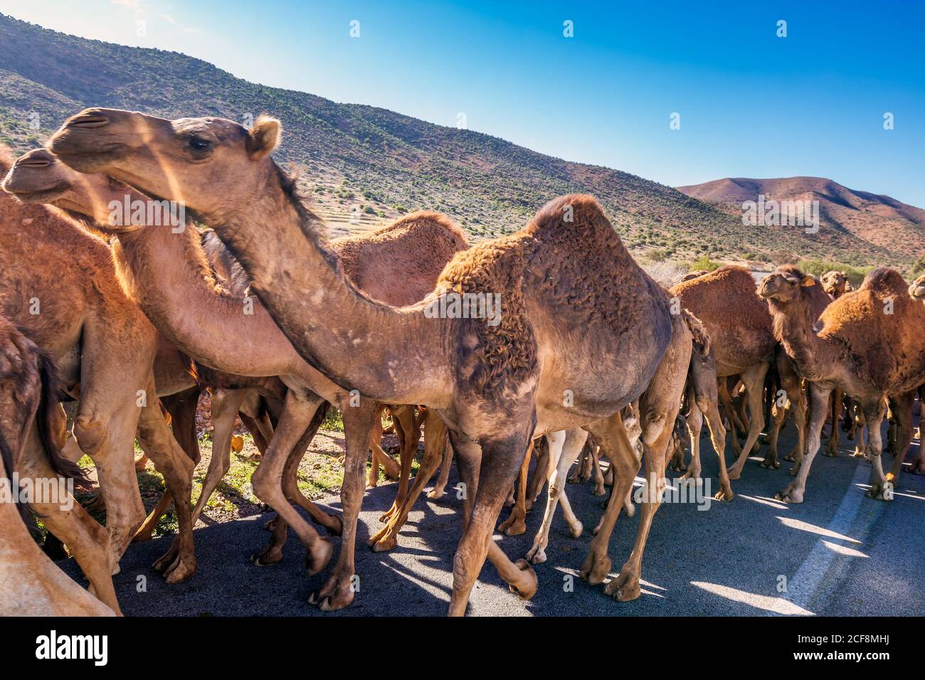 Moroccan camels breeding hi-res stock photography and images - Alamy
