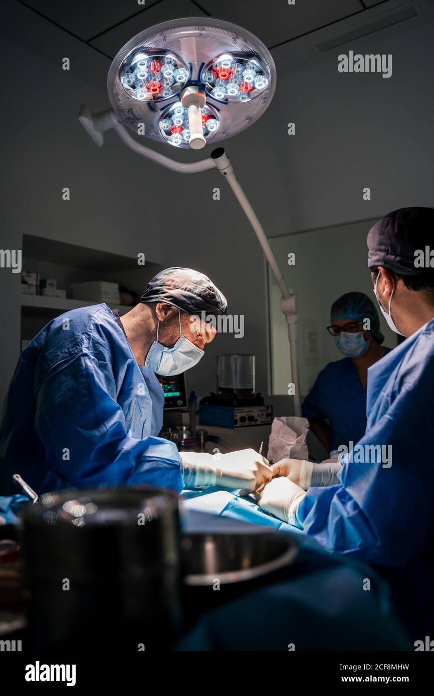 Veterinarian surgeons and nurses in uniform concentrating and operating ...