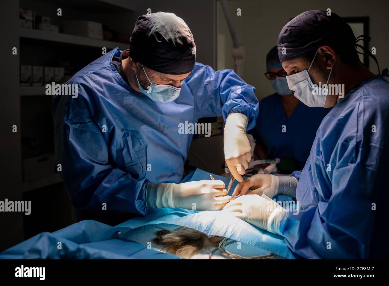 Veterinarian surgeons and nurses in uniform concentrating and operating ...