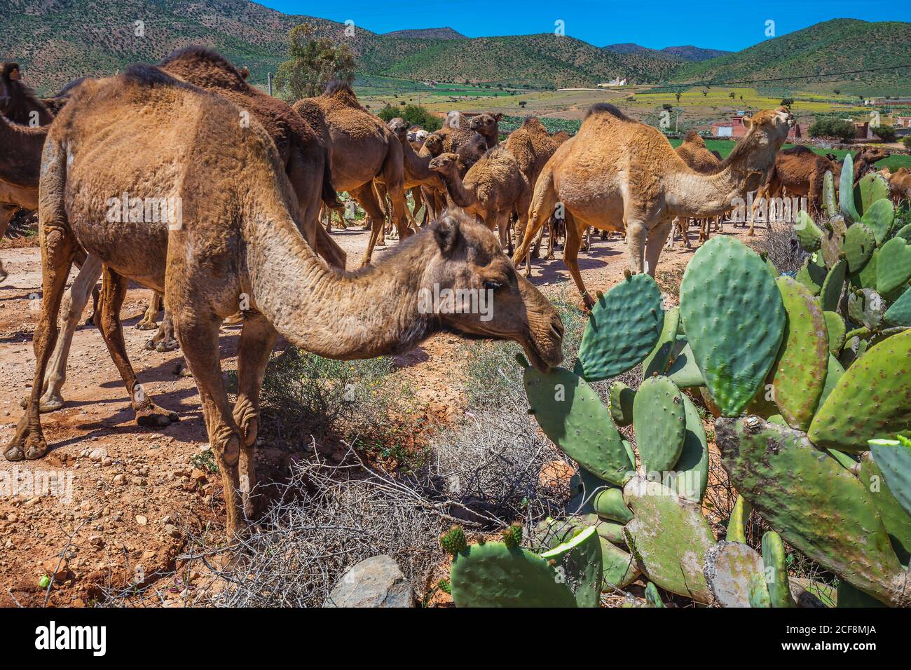 Camel eating cactus hi-res stock photography and images - Alamy