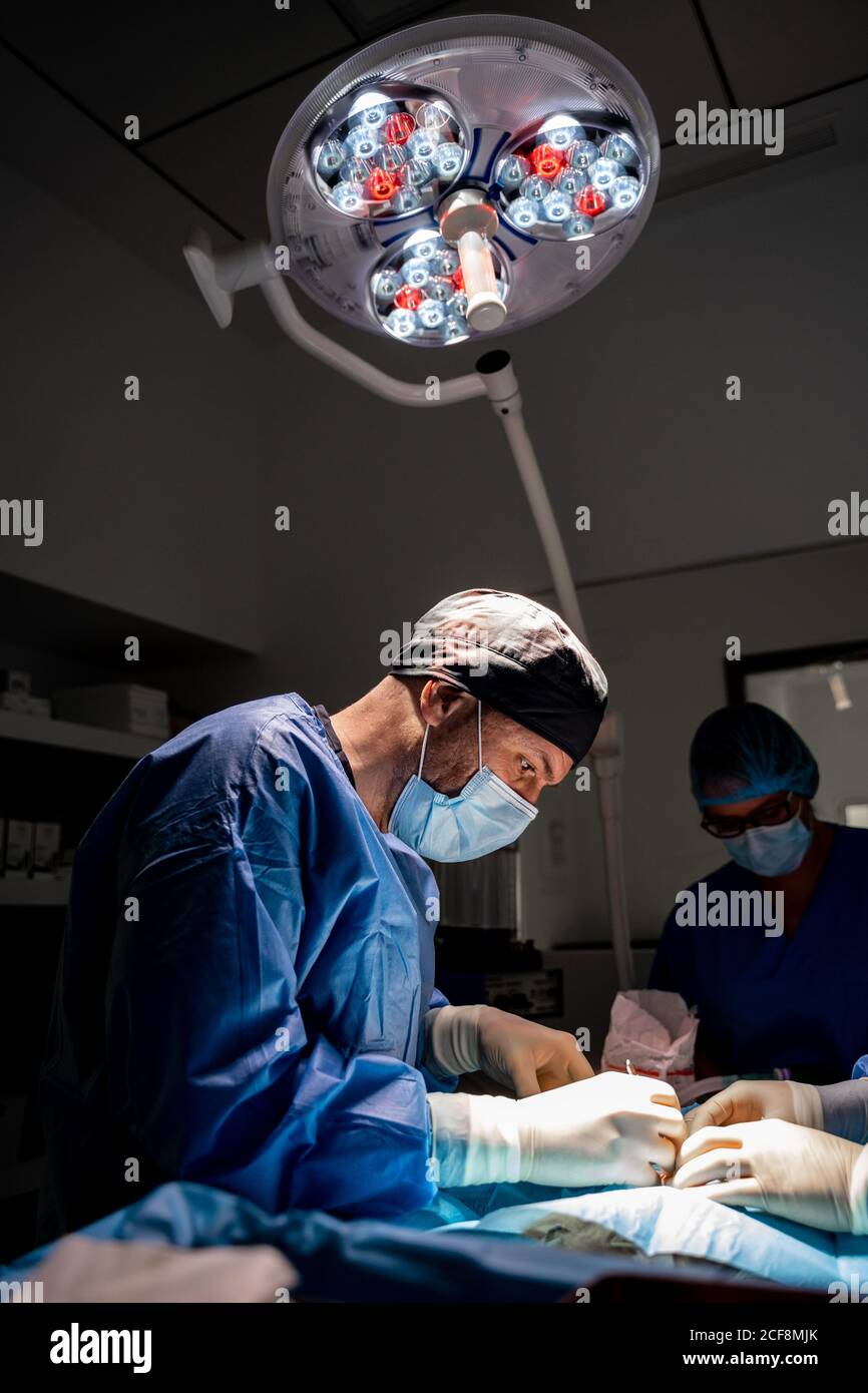 Veterinarian surgeons and nurses in uniform concentrating and operating ...