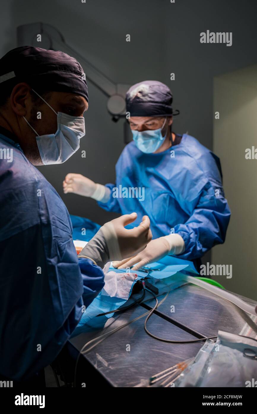 Veterinarian surgeons and nurses in uniform concentrating and operating ...