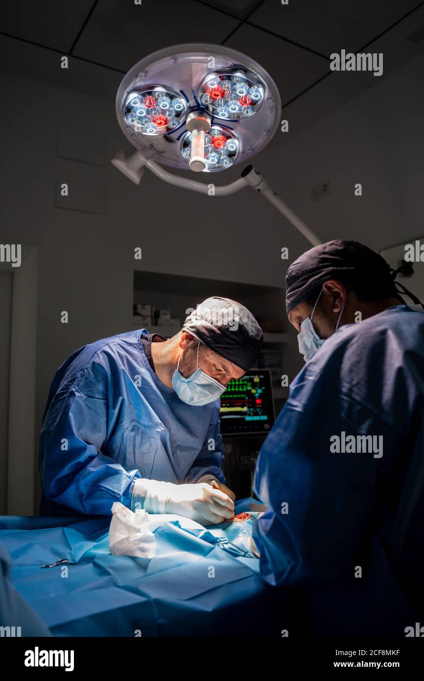 Veterinarian surgeons and nurses in uniform concentrating and operating ...