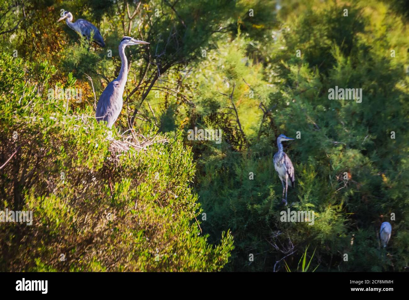 Camargue crane hi-res stock photography and images - Alamy