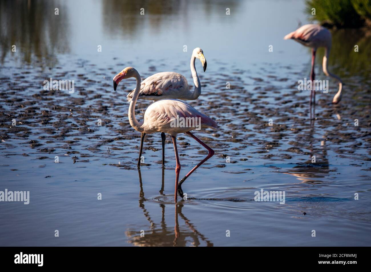 Flock of adorable pink flamingos in a shallow lake during sunset at the ...
