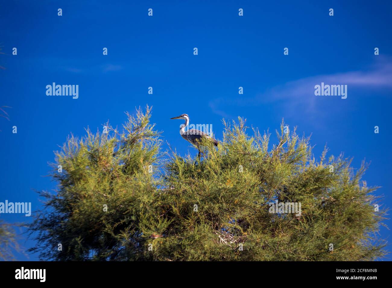 Camargue crane hi-res stock photography and images - Alamy