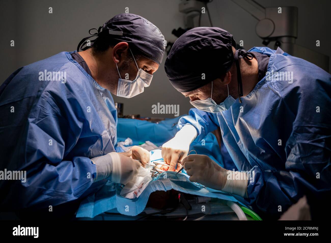 Veterinarian surgeons and nurses in uniform concentrating and operating ...