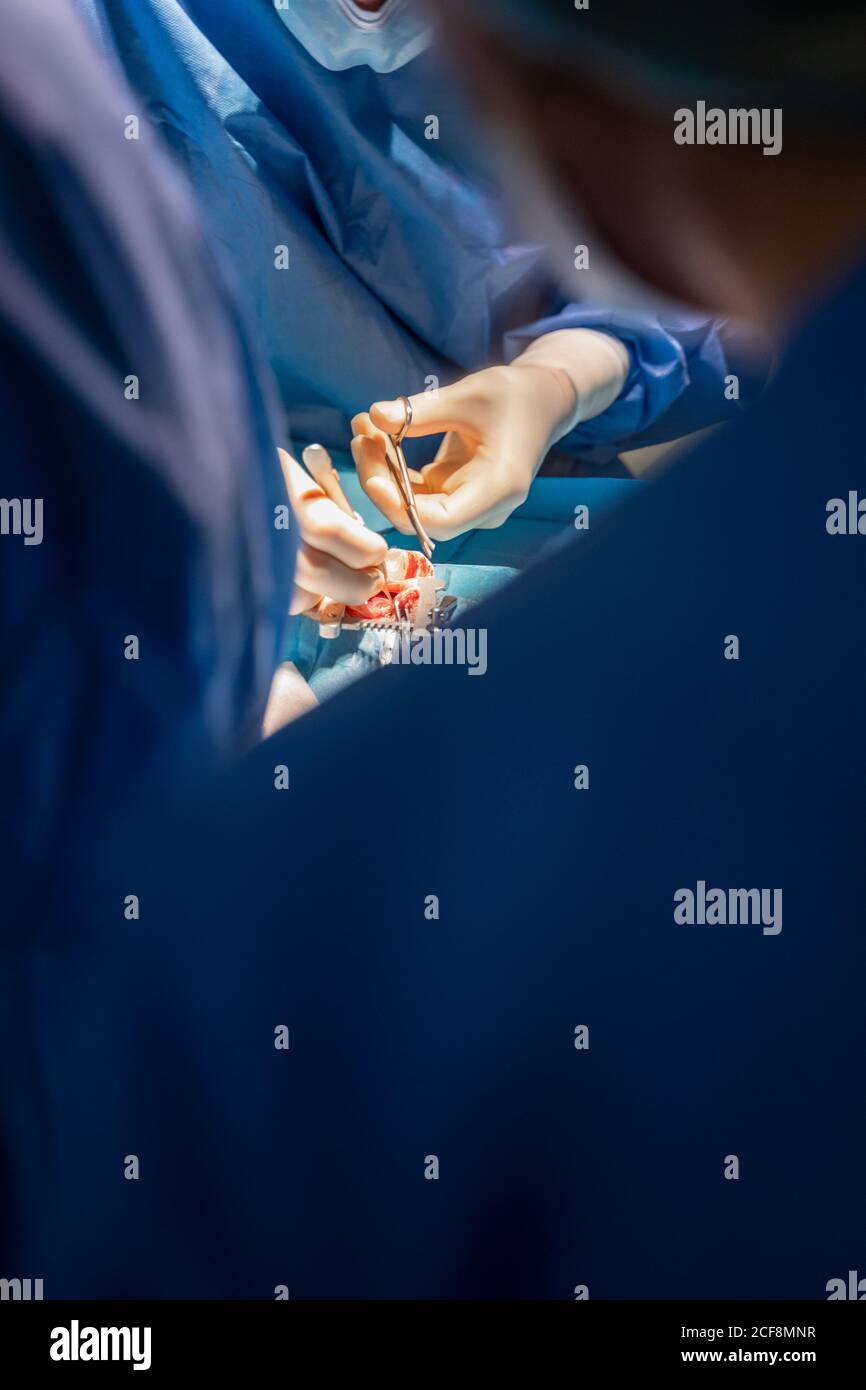 Veterinarian surgeons and nurses in uniform concentrating and operating ...