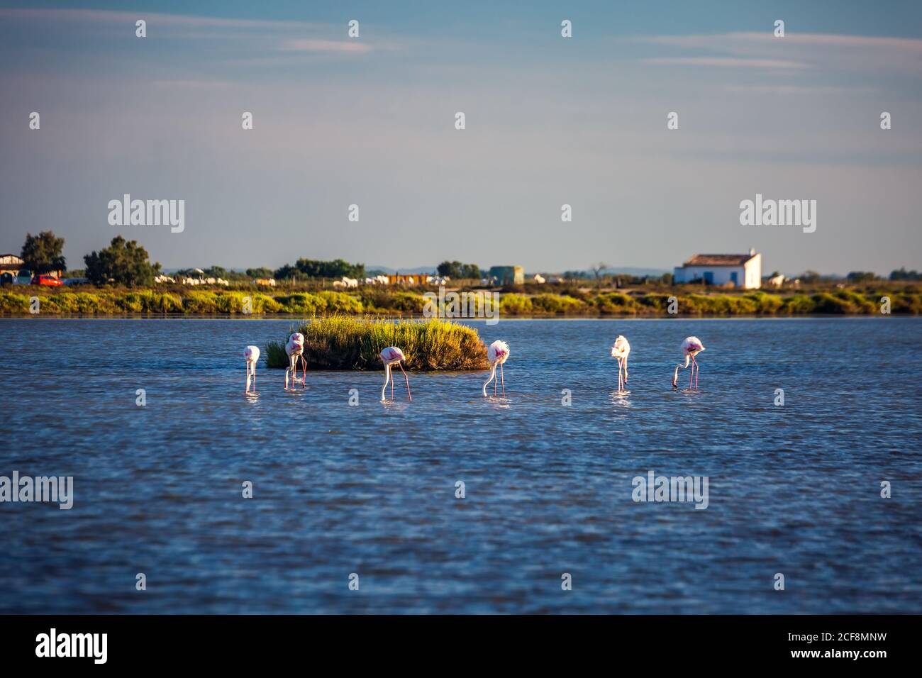 Flock of adorable pink flamingos in a shallow lake during sunset at the ...