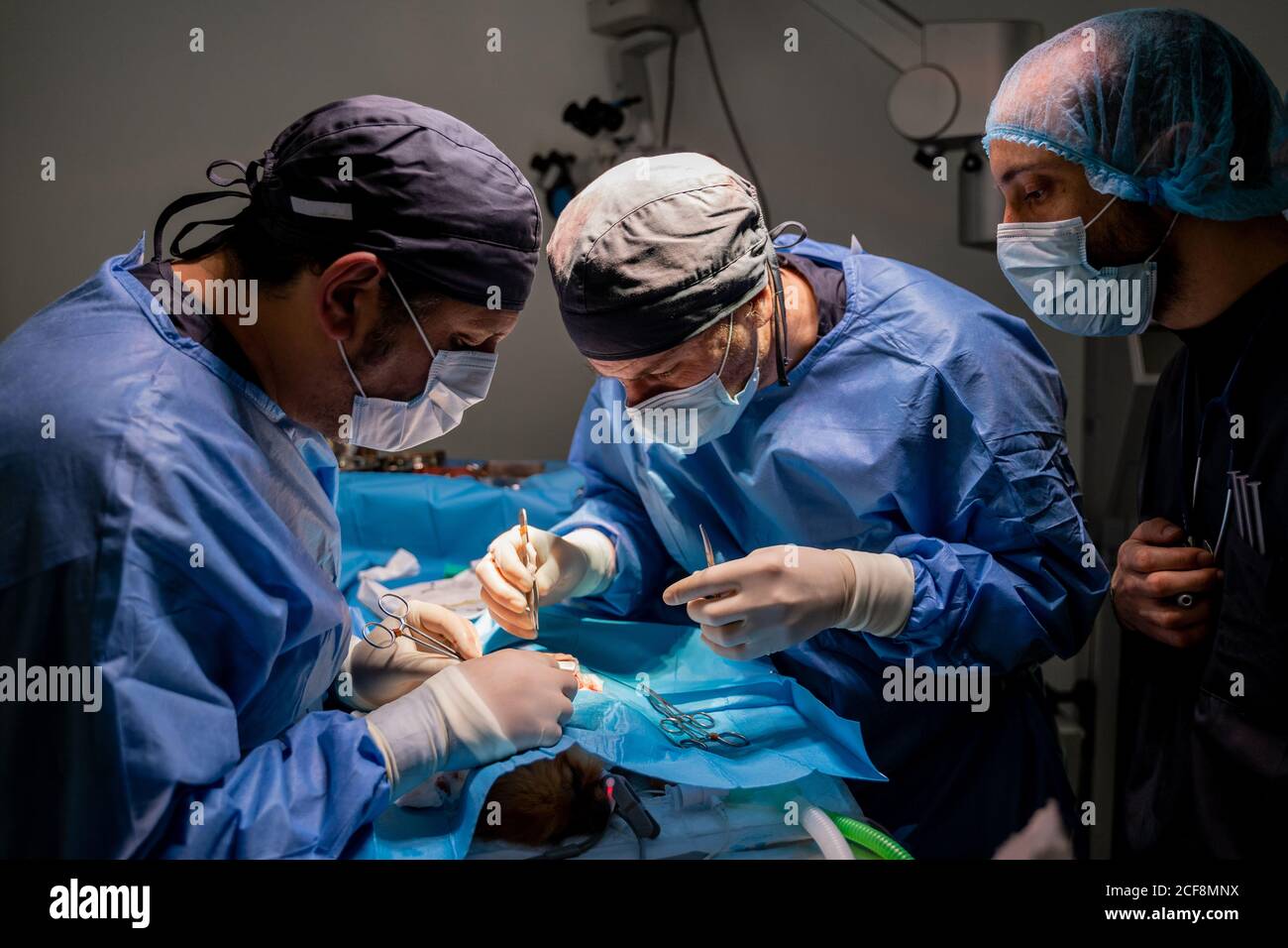 Veterinarian surgeons and nurses in uniform concentrating and operating ...