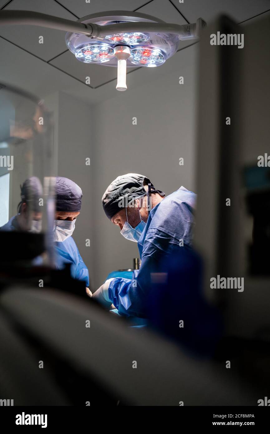 Veterinarian surgeons and nurses in uniform concentrating and operating ...