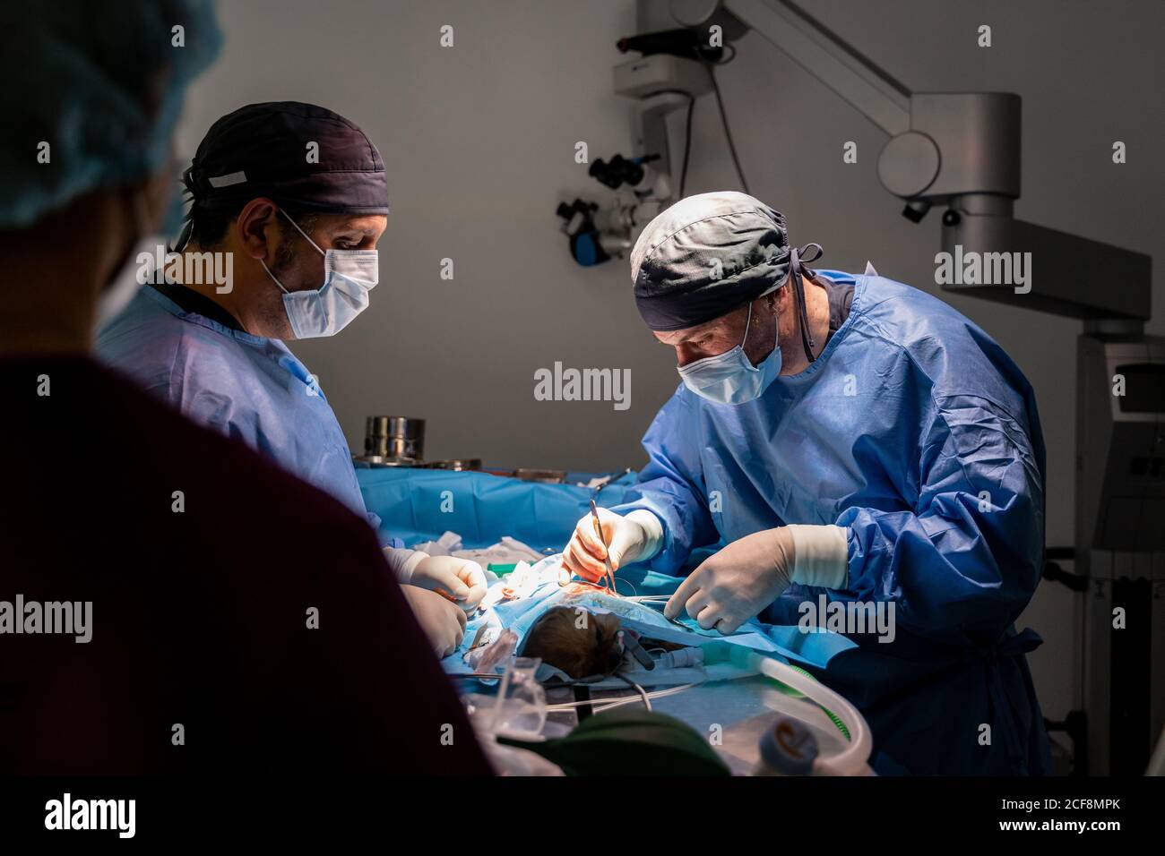 Veterinarian surgeons and nurses in uniform concentrating and operating ...