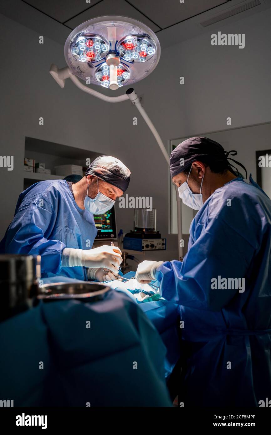 Veterinarian surgeons and nurses in uniform concentrating and operating ...