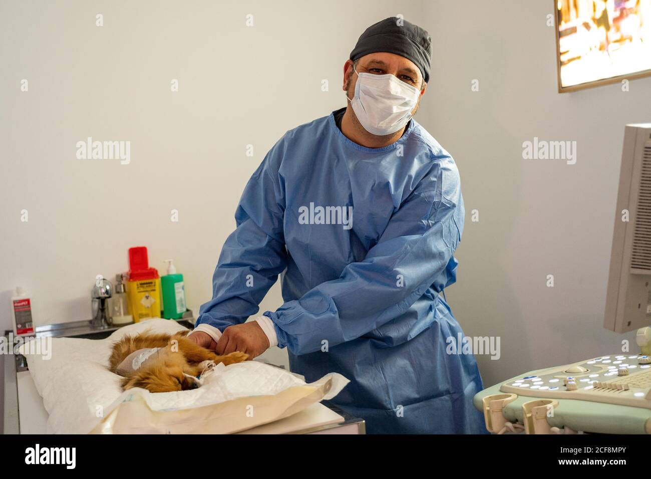 Adult veterinary doctor in protective mask and medical uniform looking ...