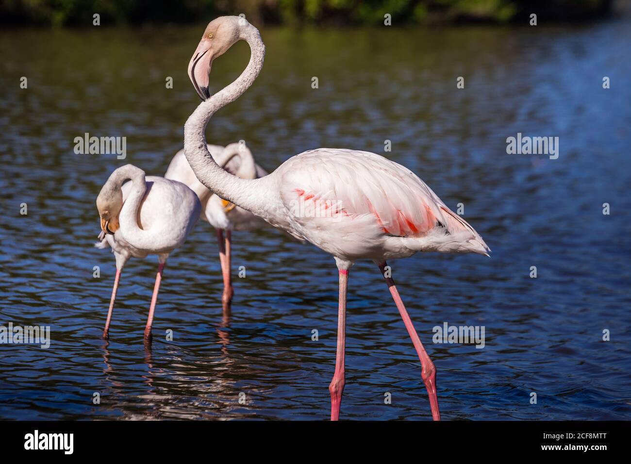 Flock of adorable pink flamingos in a shallow lake during sunset at the ...