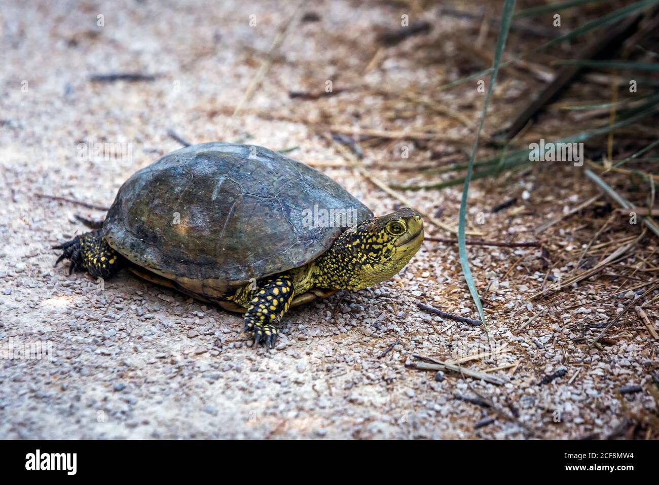 Tirtle swimming hi-res stock photography and images - Alamy