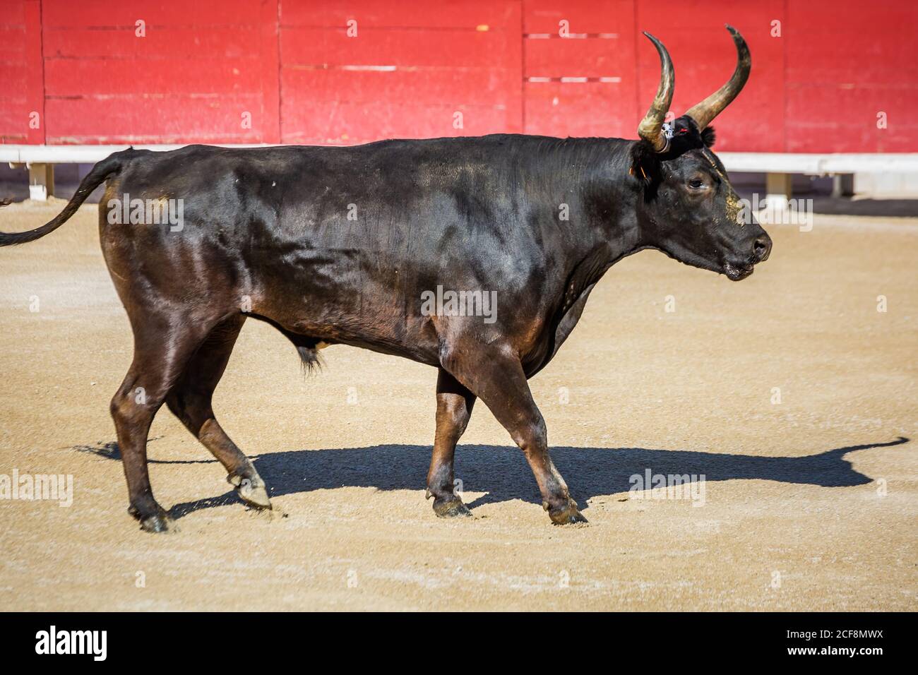 Furious Camargue bull in the arena at Arles, France Stock Photo - Alamy