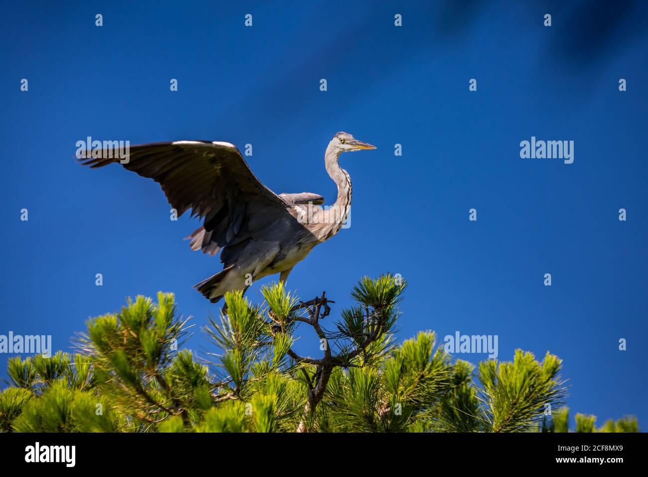 Camargue crane hi-res stock photography and images - Alamy