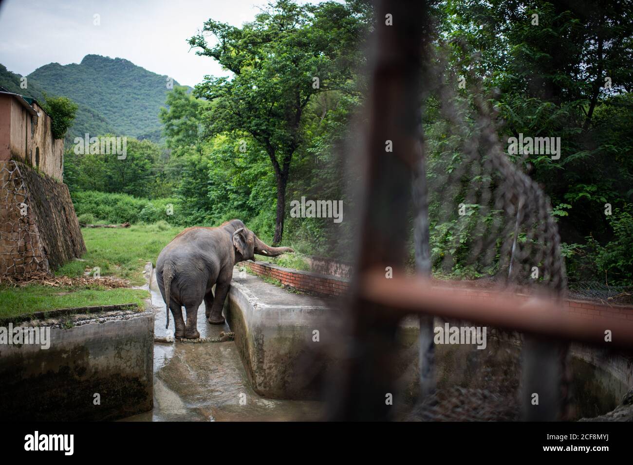 04 September 2020, Pakistan, Islamabad: An elephant named Kaavan walks ...