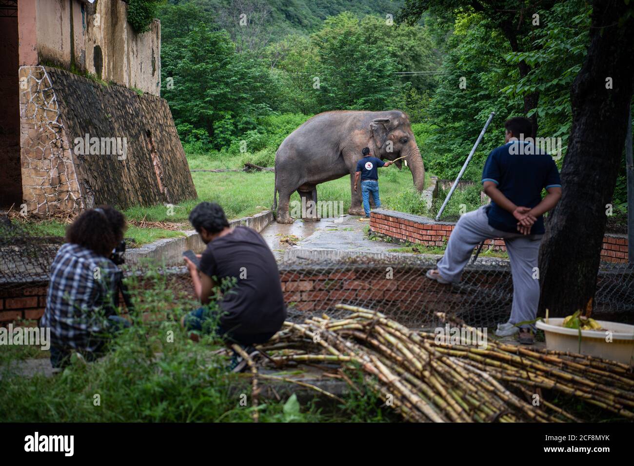 04 September 2020, Pakistan, Islamabad: An elephant named Kaavan is ...