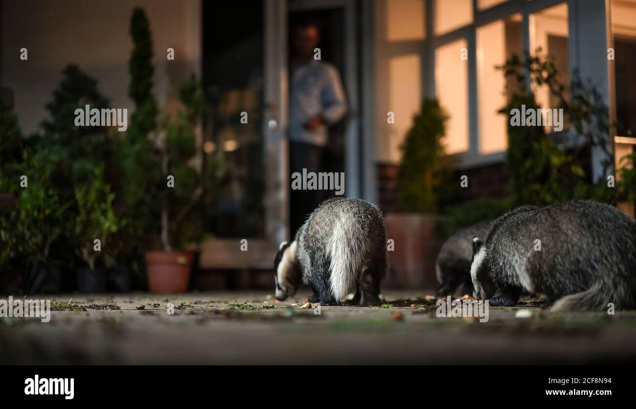 Badger garden visitors at night eating on lit patio with man at open ...