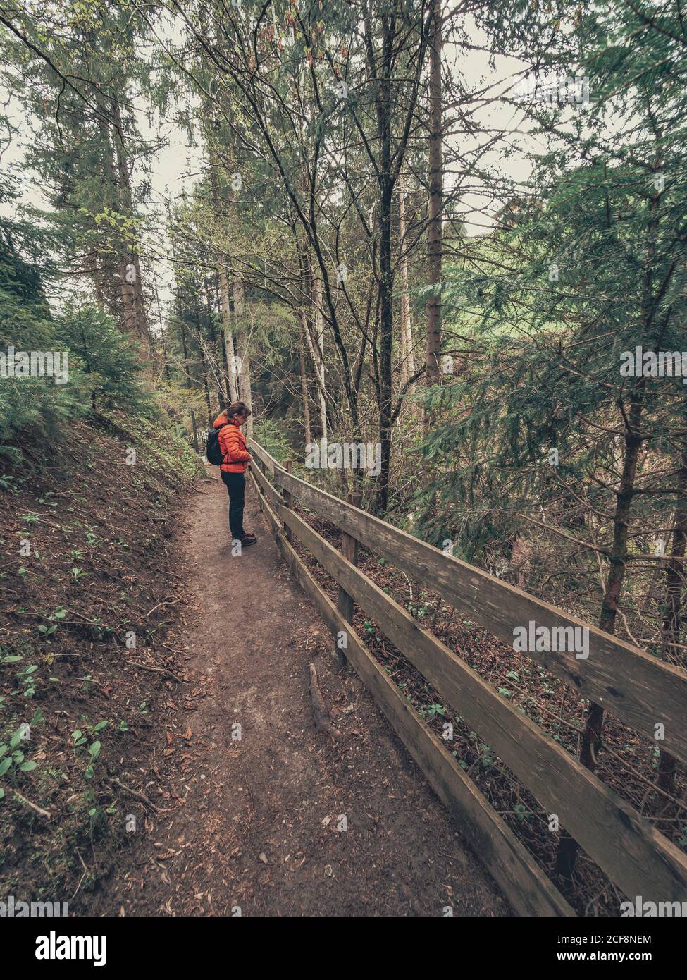Side view of traveller on hiking footpath surrounded by trees in ...