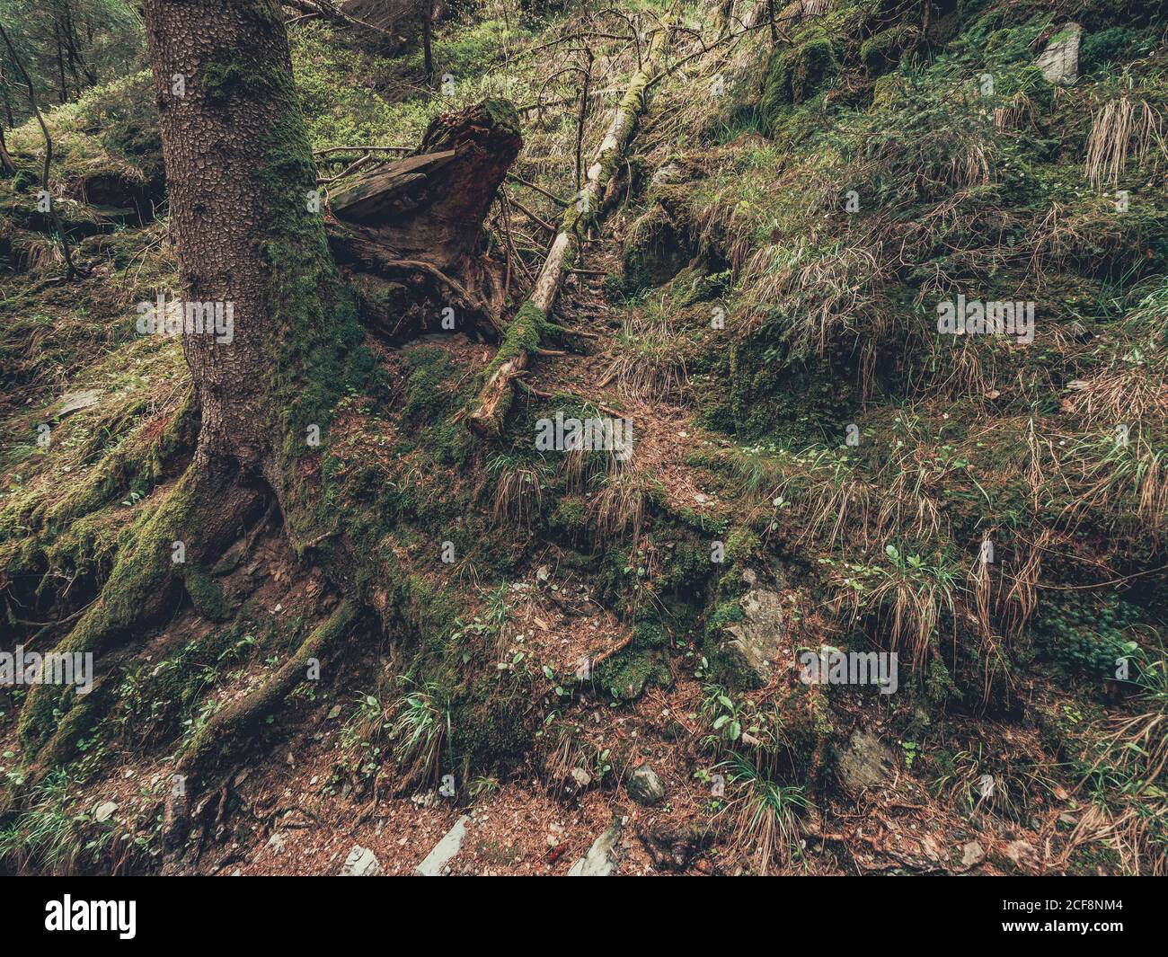 Strong roots old tree growing wild terrain dolomites hi-res stock ...