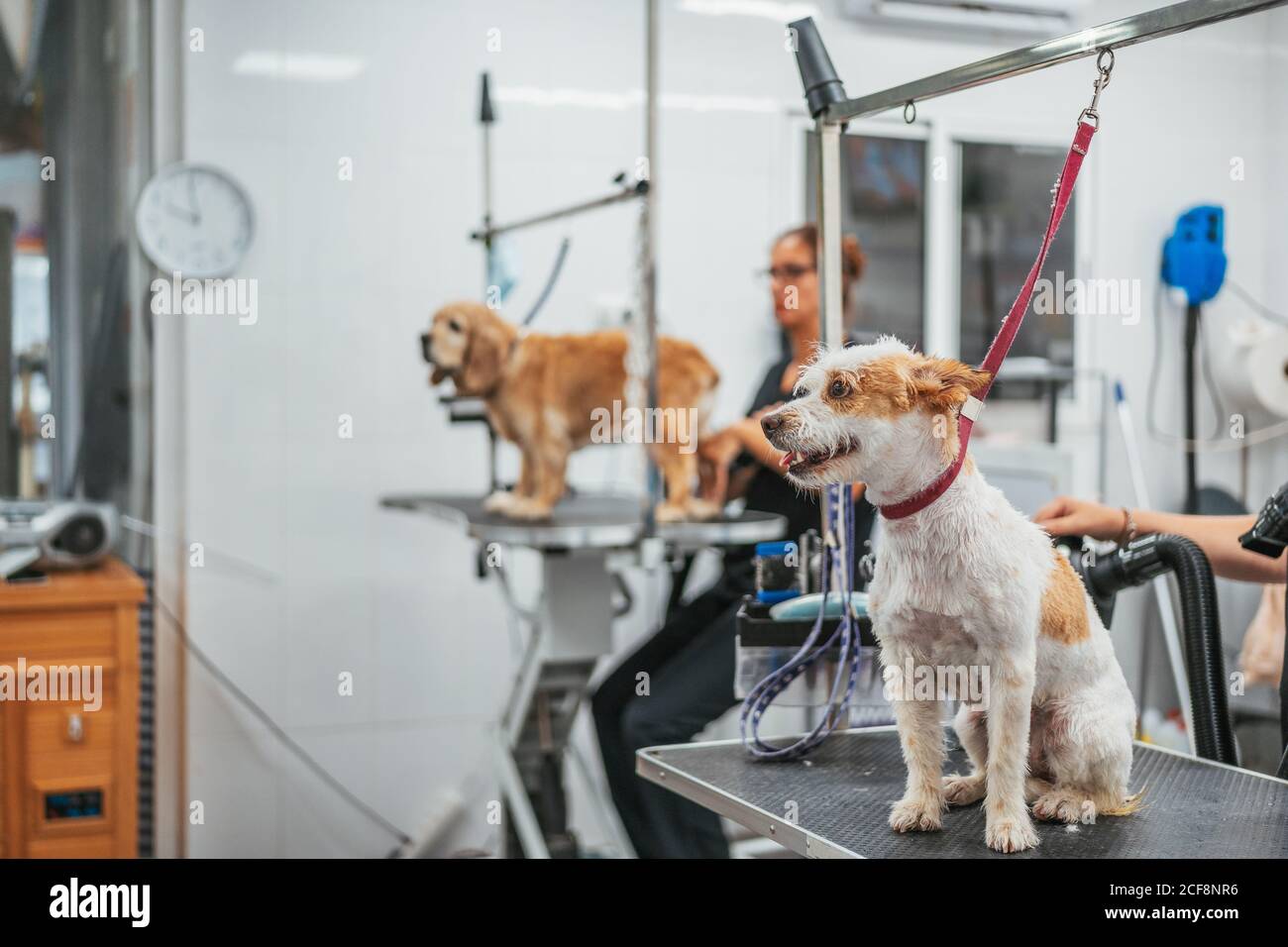 Adorable terrier dog with leash sitting on grooming table during visit ...