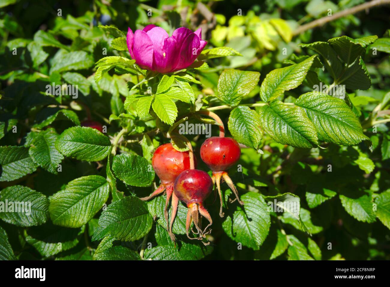 Rugosa rose hi-res stock photography and images - Alamy