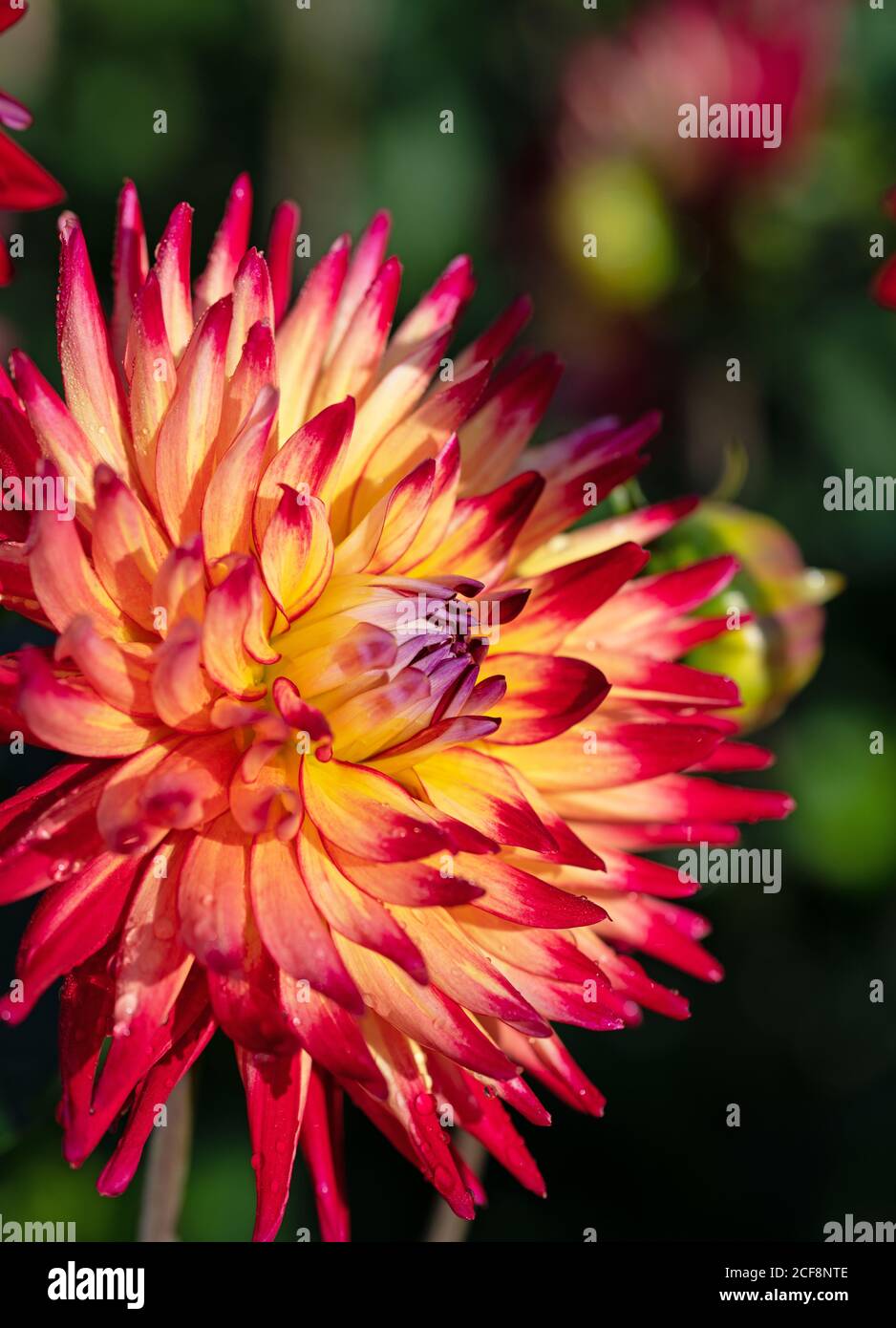 Blooming dahlias in the garden Stock Photo - Alamy