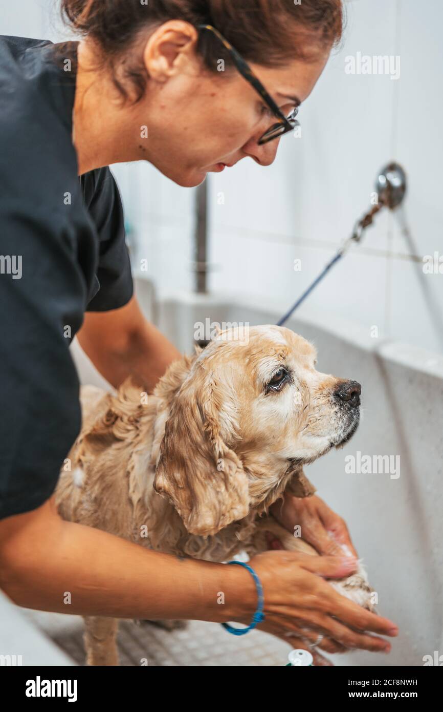 Woman washing dog in hi-res stock photography and images - Alamy