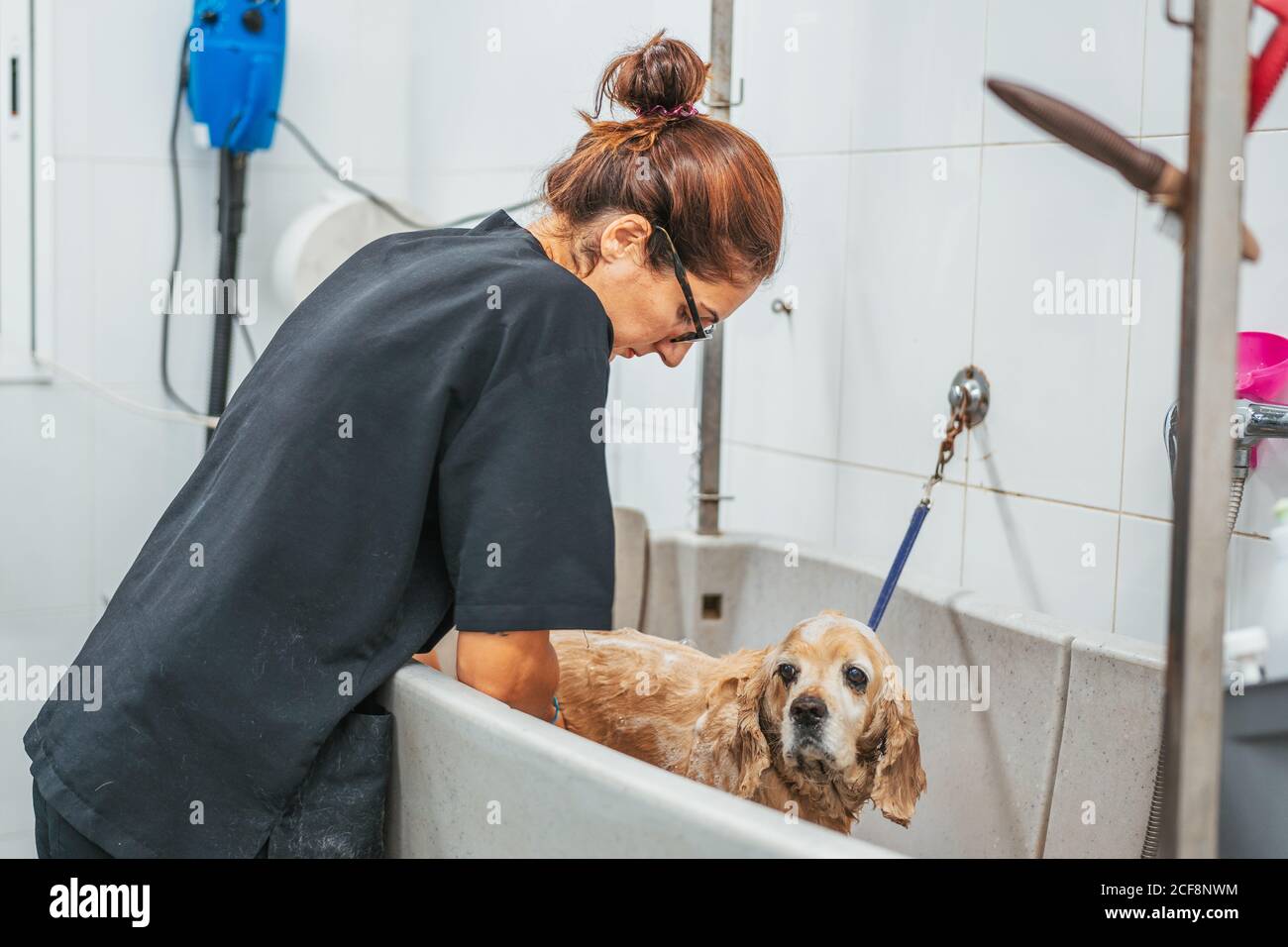 Adult Woman washing spaniel dog in bathtub while working in ...