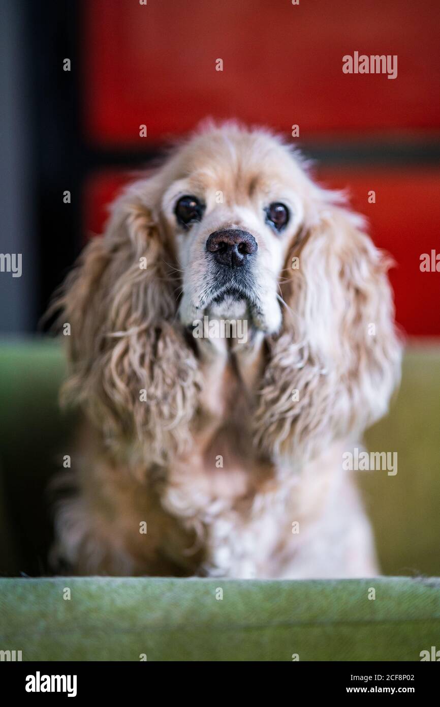 Cute tranquil Cocker Spaniel dog sitting on sofa and looking at camera ...