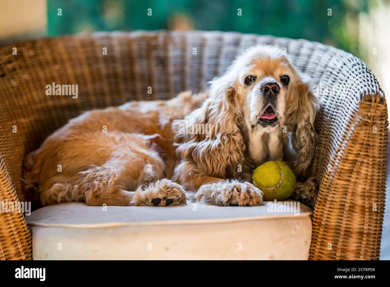 Closeup of cute sad Cocker Spaniel puppy lying on chair with green ...