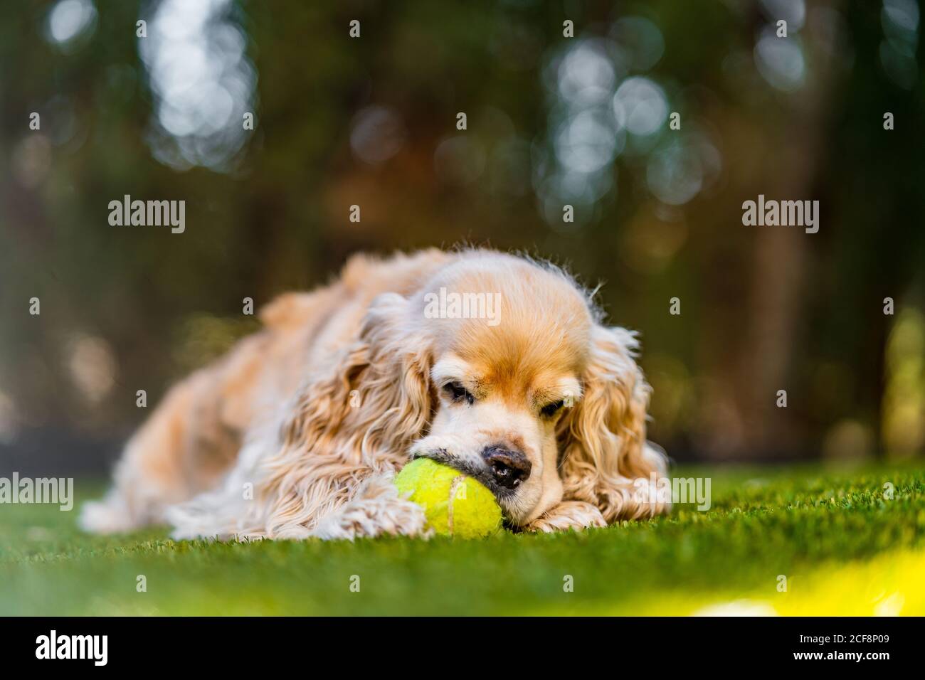 Funny Cocker Spaniel puppy with ball in mouth playing on green lawn in ...