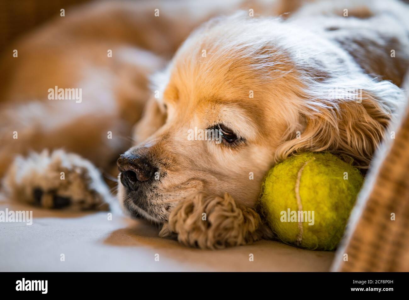 Closeup of cute sad Cocker Spaniel puppy lying on chair with green ...