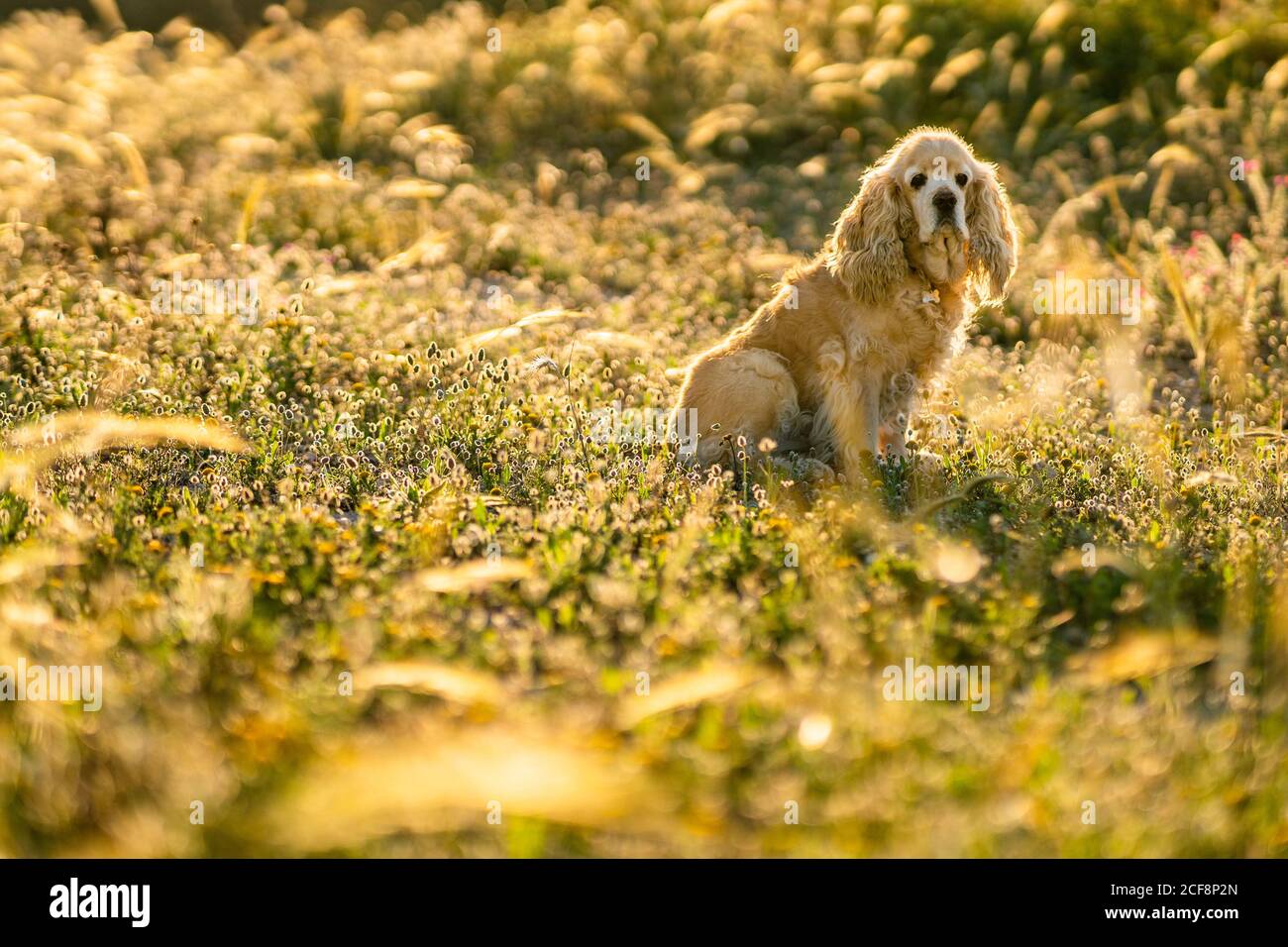 Golden Spaniel High Resolution Stock Photography and Images - Alamy