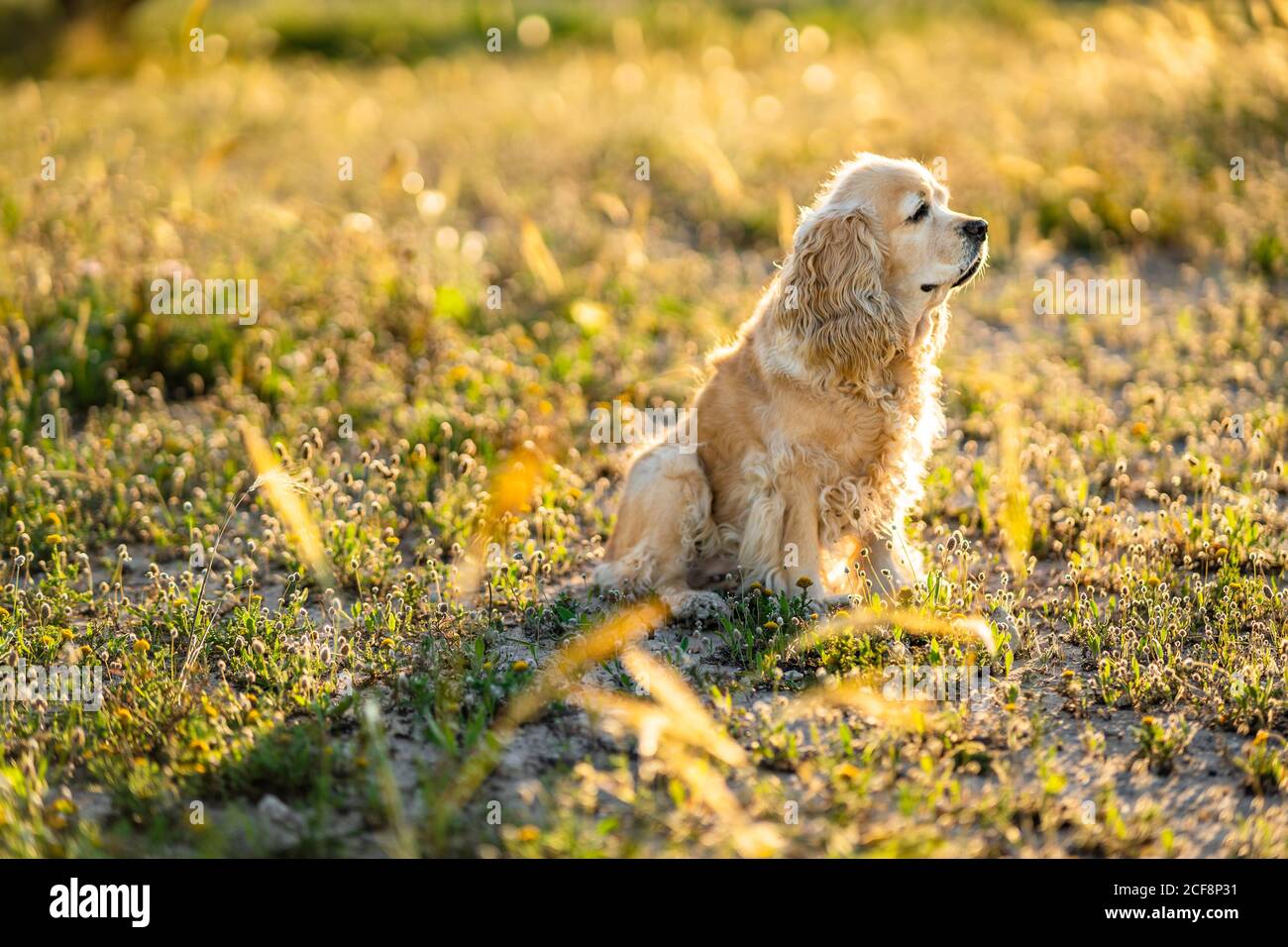 Golden Spaniel High Resolution Stock Photography and Images - Alamy