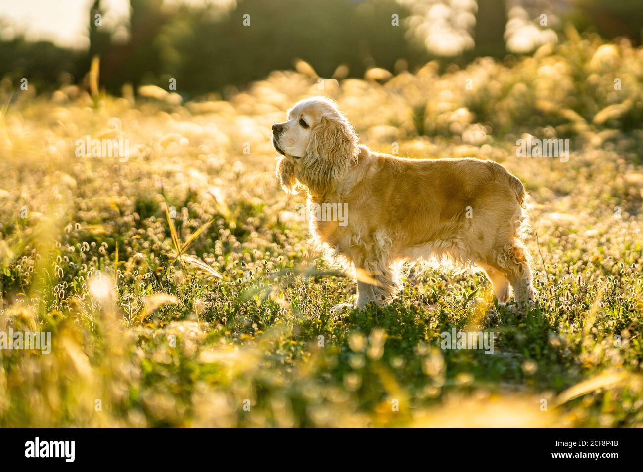 Golden Spaniel High Resolution Stock Photography and Images - Alamy