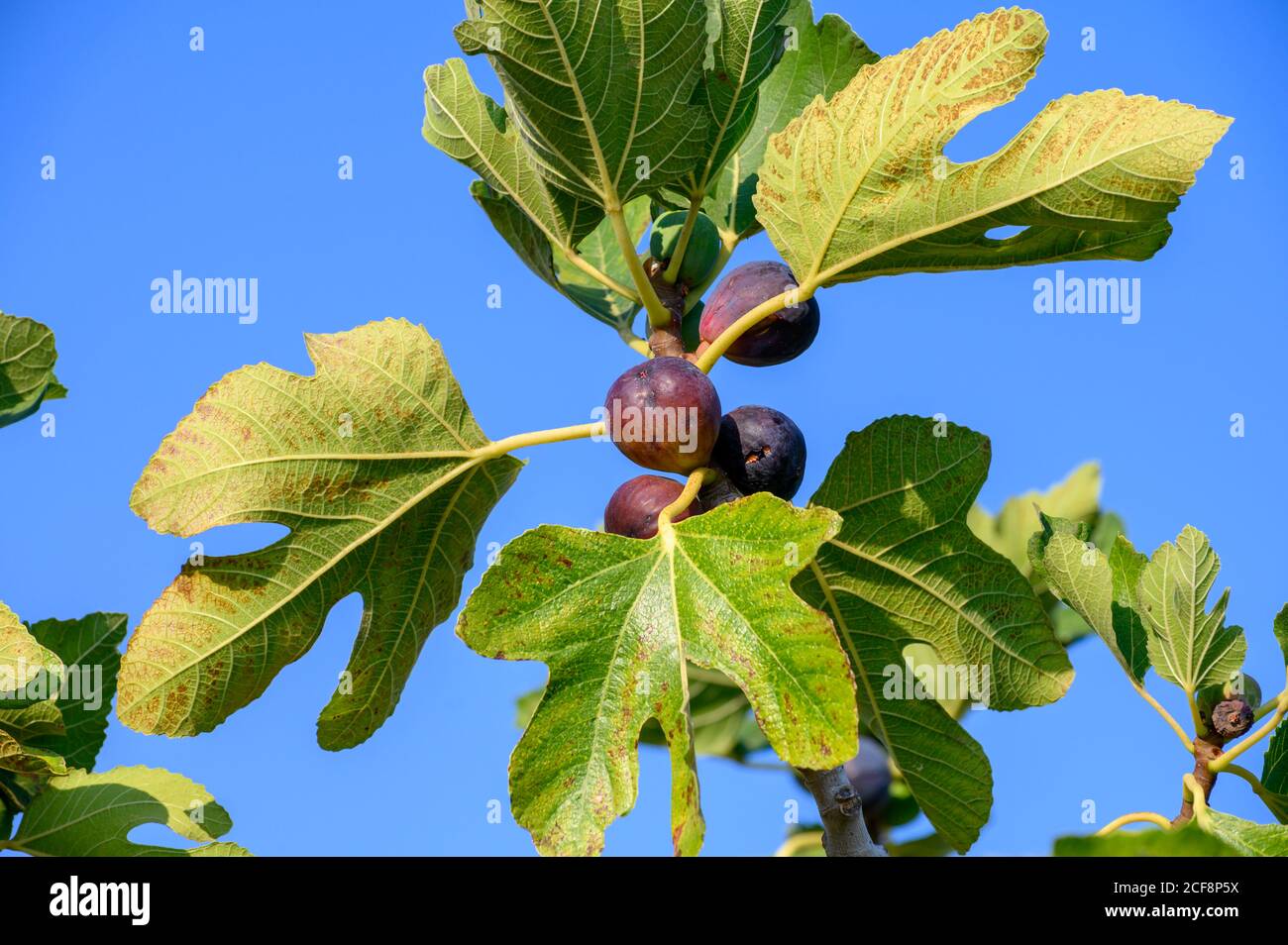 Sweet fig fruits ripening on big tree in summer close up Stock Photo ...