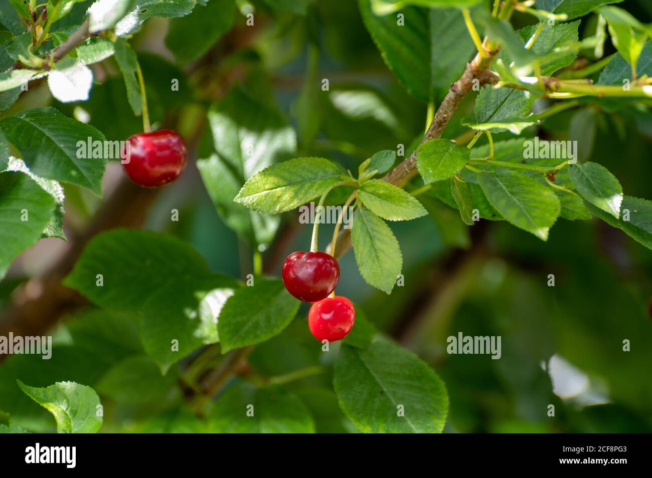 New harvest of red ripe sour kriek cherry in garden Stock Photo - Alamy