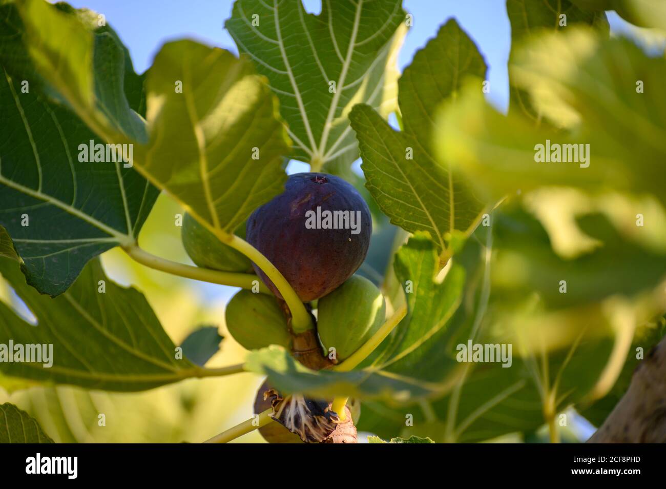 Sweet fig fruits ripening on big tree in summer close up Stock Photo ...