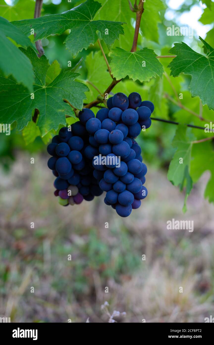 Trousseau grape hi-res stock photography and images - Alamy