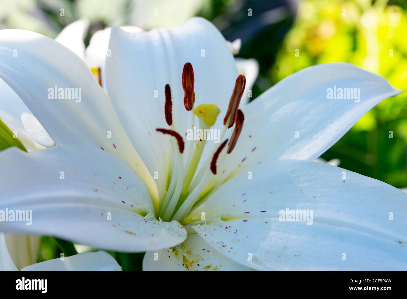 Summer blossom of white lily flowers, symbol of purity for Roman ...