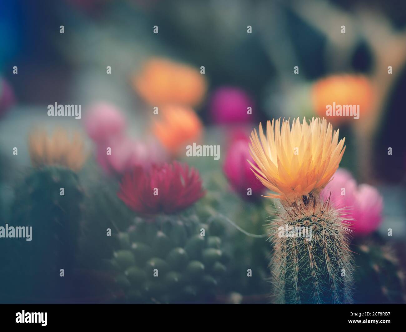 Pretty flowers growing in garden Stock Photo - Alamy