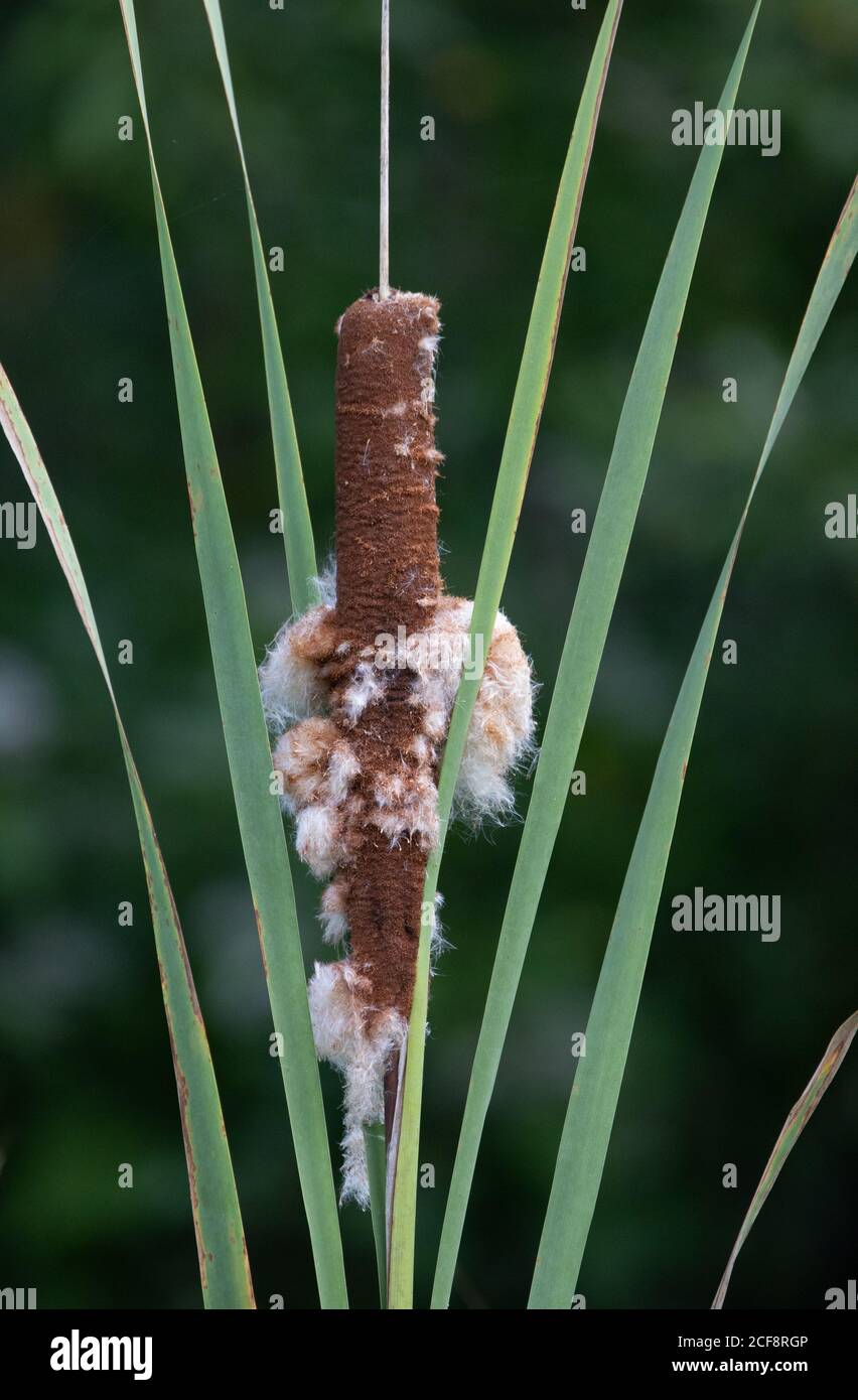 Cattail in marsh starting hi-res stock photography and images - Alamy
