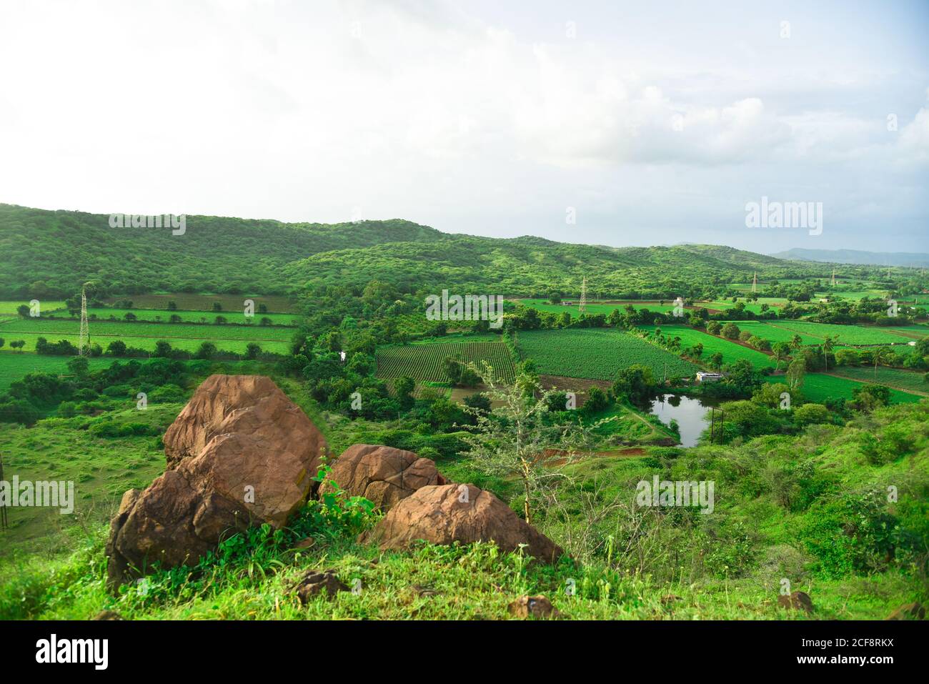 Vegetation india trees grass hi-res stock photography and images - Alamy