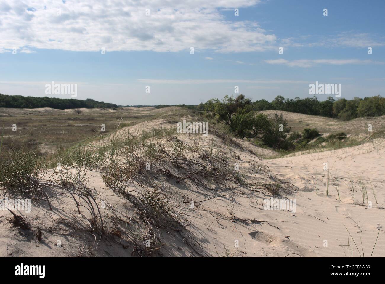 Sand dune in Letea forest protected area, famous for its 'wild' horses ...