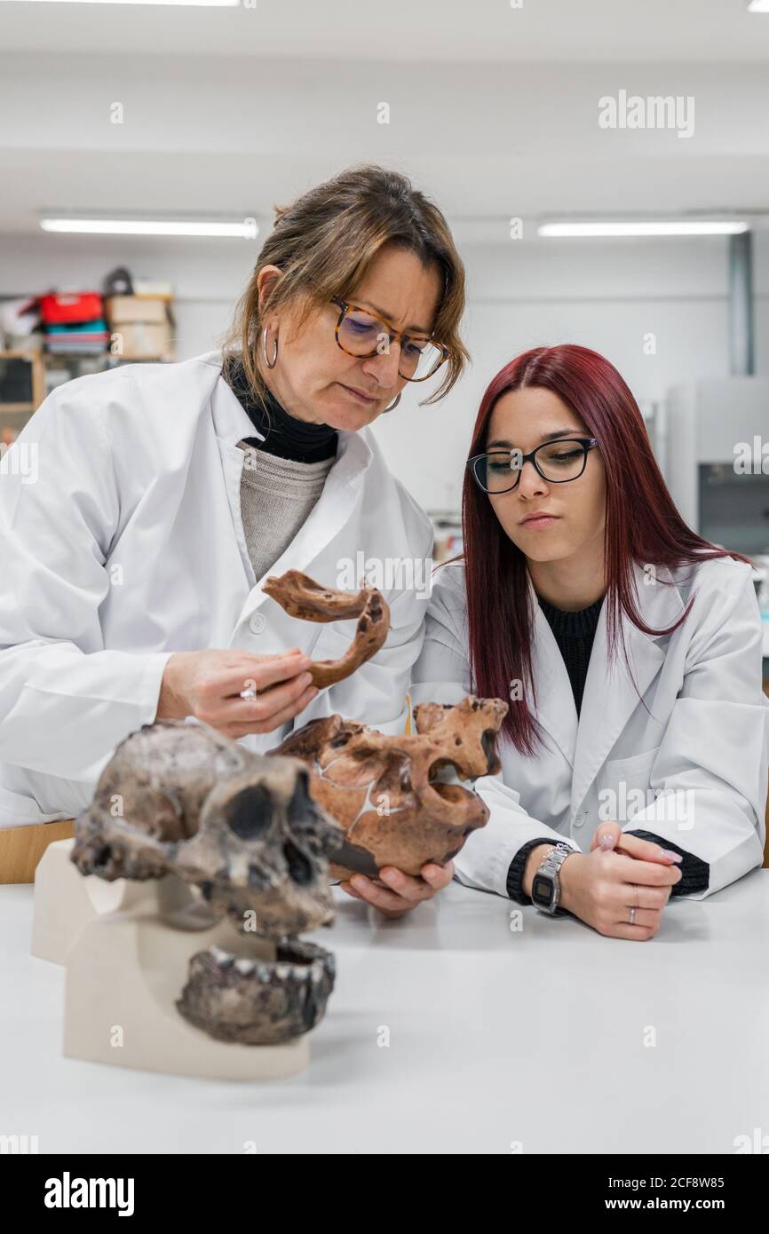 Scientists examining skull in lab Stock Photo - Alamy