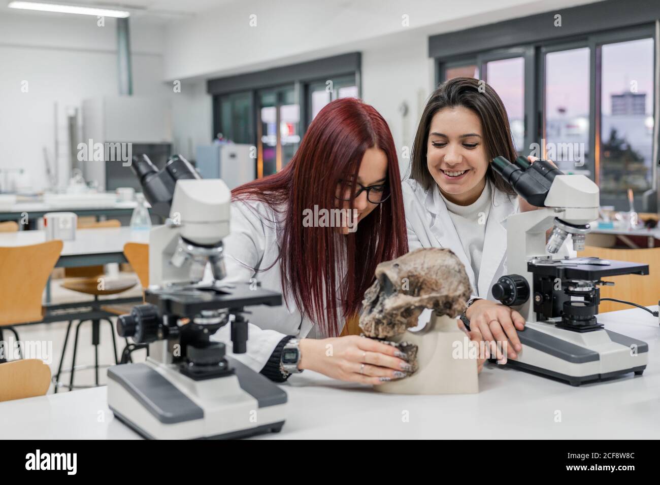Old lab and young lab hi-res stock photography and images - Alamy